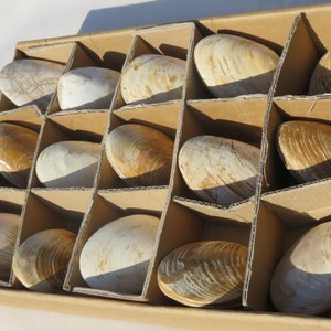 Polished X Rare Trigonia Fossil Bivalve Specimens - Etsy