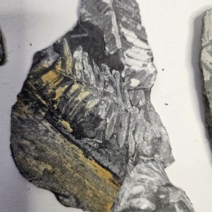 Fossil Fern Slate / Shale - Etsy