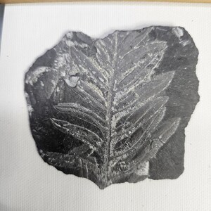 Fossil Fern Slate / Shale - Etsy