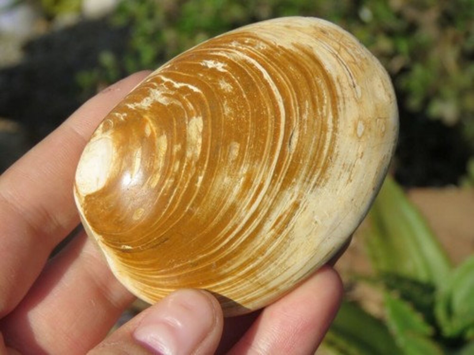 Polished X Rare Trigonia Fossil Bivalve Specimens - Etsy