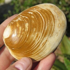 Polished X Rare Trigonia Fossil Bivalve Specimens - Etsy
