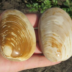 Polished X Rare Trigonia Fossil Bivalve Specimens - Etsy
