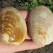 Polished X Rare Trigonia Fossil Bivalve Specimens - Etsy