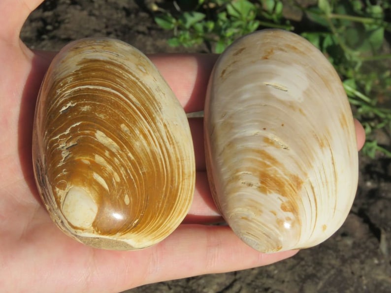 Polished X Rare Trigonia Fossil Bivalve Specimens - Etsy Australia