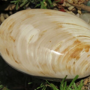 Polished X Rare Trigonia Fossil Bivalve Specimens - Etsy