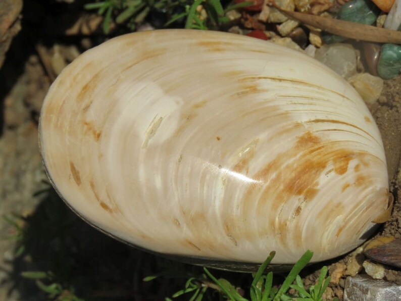 Polished X Rare Trigonia Fossil Bivalve Specimens - Etsy