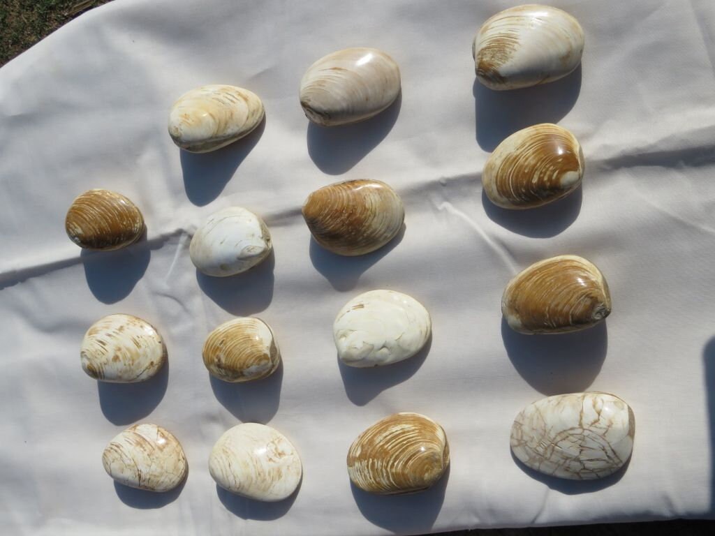 Polished X Rare Trigonia Fossil Bivalve Specimens | Etsy