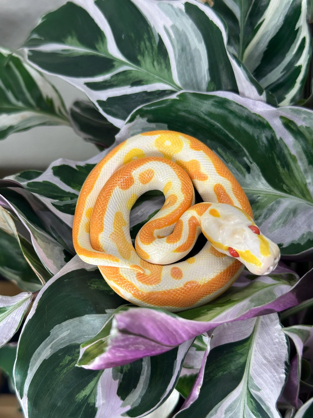 Albino Ball Python Sculpture: Hand Sculpted Polymer Clay Snake - Etsy