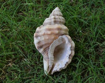 Conch sea shell | Etsy