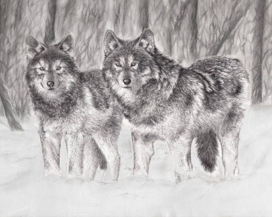 Wolf Pack Drawing In Pencil
