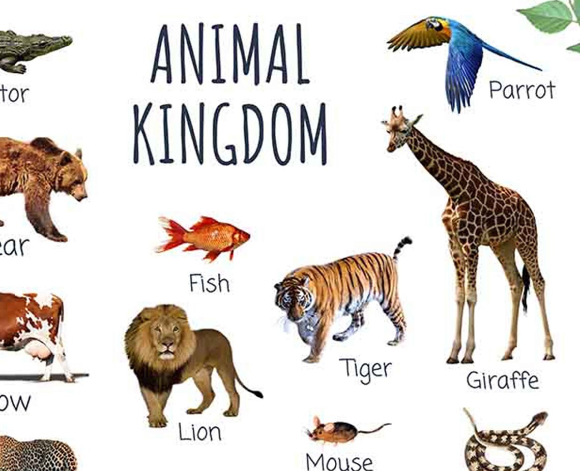 Educational Posters Wild Animals Poster Animal Kingdom Poster Animal ...