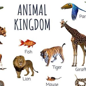Educational Posters Wild Animals Poster Animal Kingdom Poster Animal ...