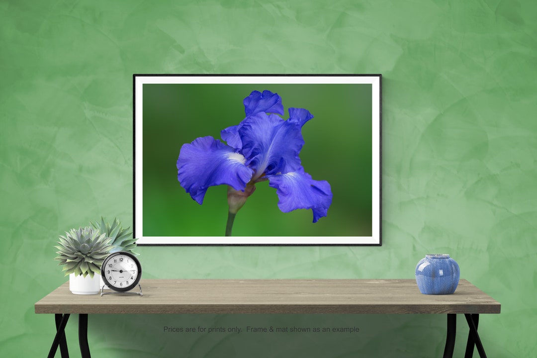 Blue Iris Print, Purple Iris Art, Iris Flower Metal Print, Iris Canvas ...