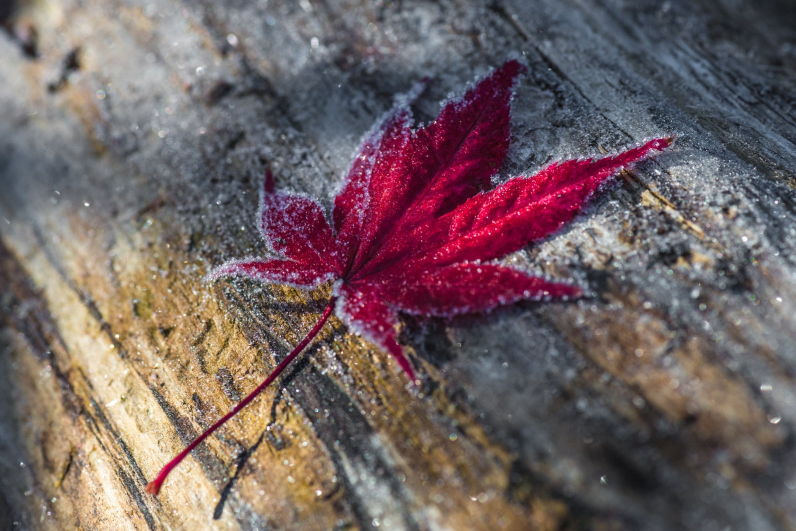 Red Leaf Print, Leaf Photo, Leaf Fine Print, Leaf Art, Leaf Print, Fall ...