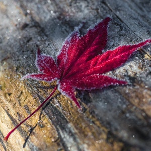 Red Leaf Print, Leaf Photo, Leaf Fine Print, Leaf Art, Leaf Print, Fall ...