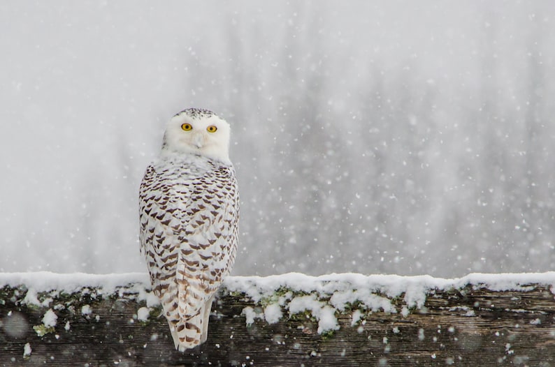Snowy Owl Print, Snowy Owl in Snow, Winter Art, Snowy Owl, Large White ...
