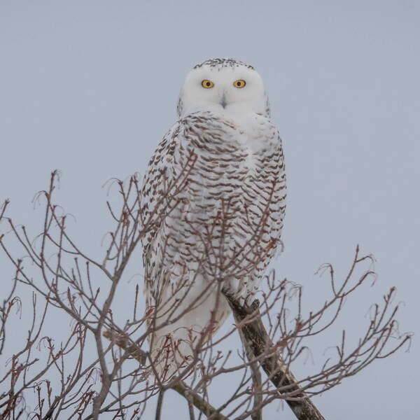 Snowy Owl Print - Etsy