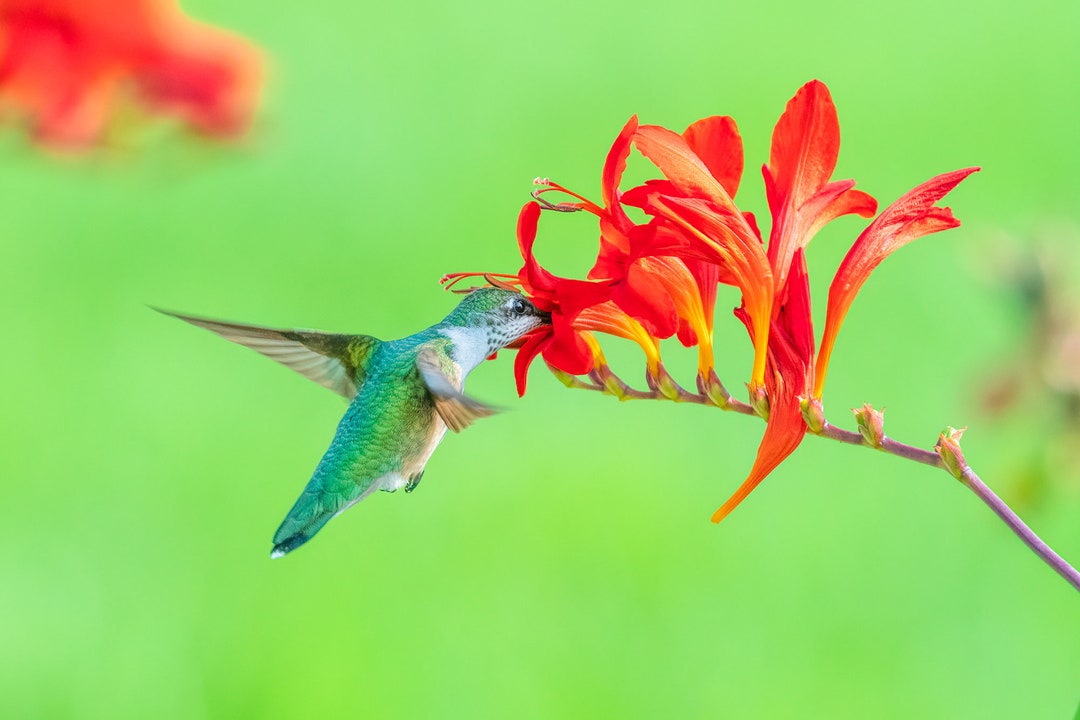 Flying Hummingbird, Crocosmia, Red Flowers, Garden Bird Art, Bird and ...