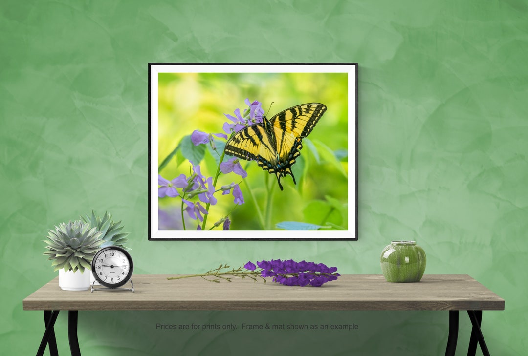 Tiger Swallowtail Print, Butterfly Art, Butterfly Metal Print, "tiger ...