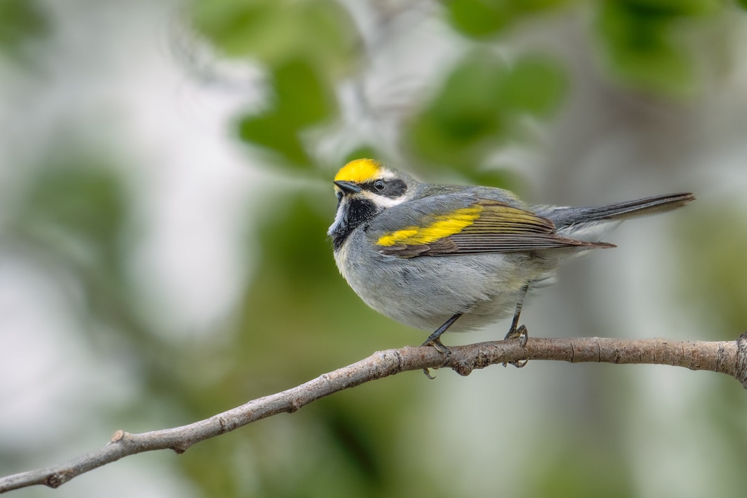 Gray and Yellow Bird, Golden Winged Warbler, Songbird Metal Print, Gift ...