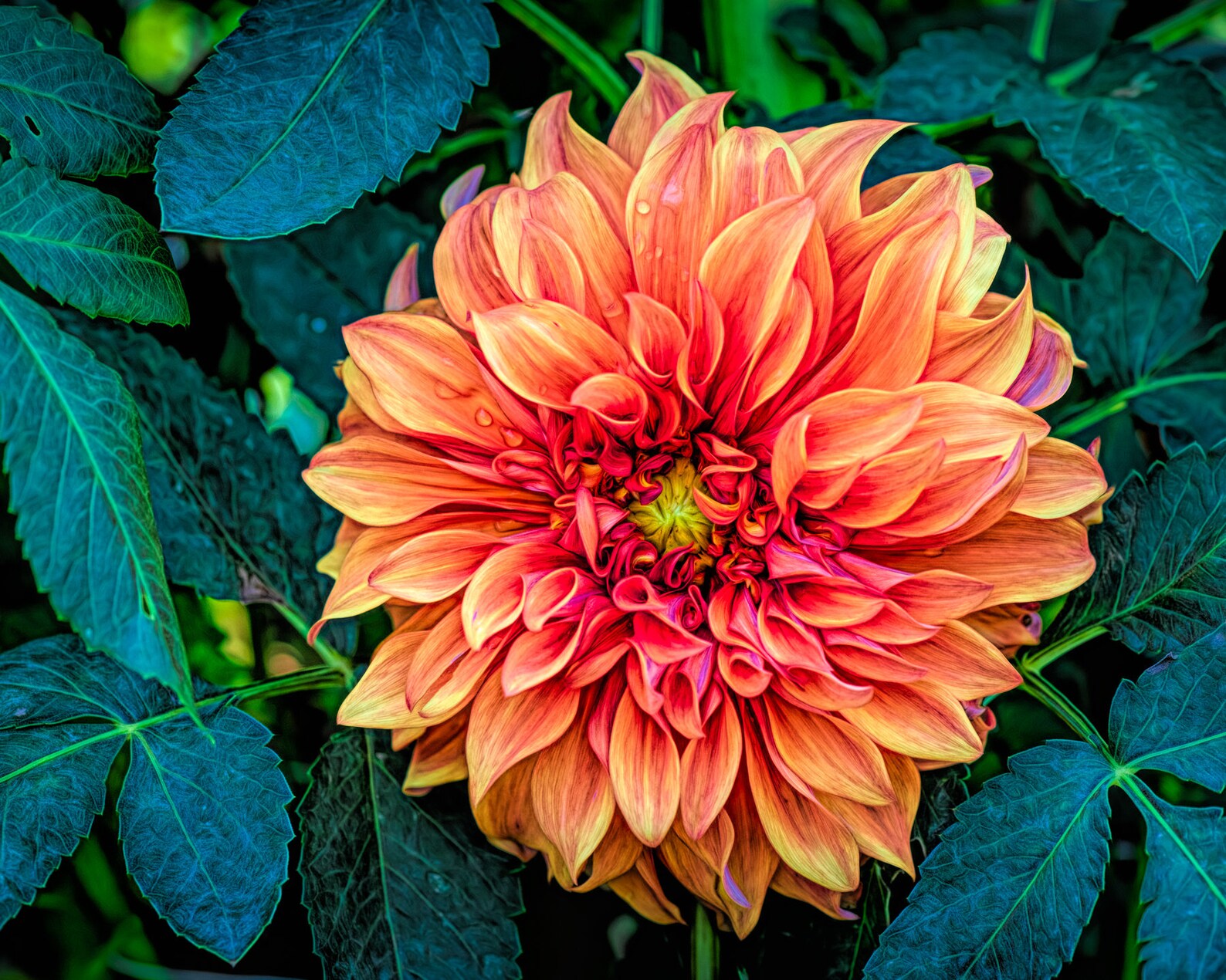 Colorful Dahlia Art, Dahlia Room Decor, Dahlia Metal Print, Fall ...