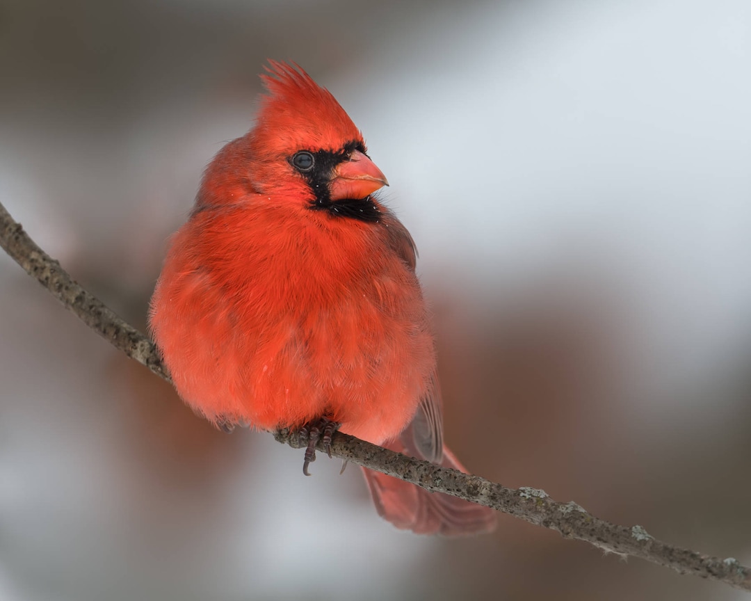 Cardinal Print, Red Bird Fine Art, Metal Cardinal Print, Red Songbird ...