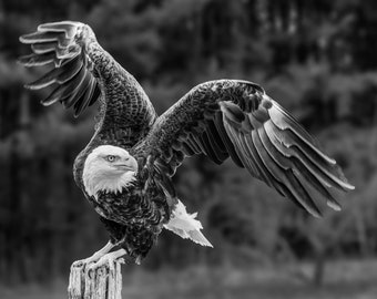 Bald Eagle String Art - Etsy
