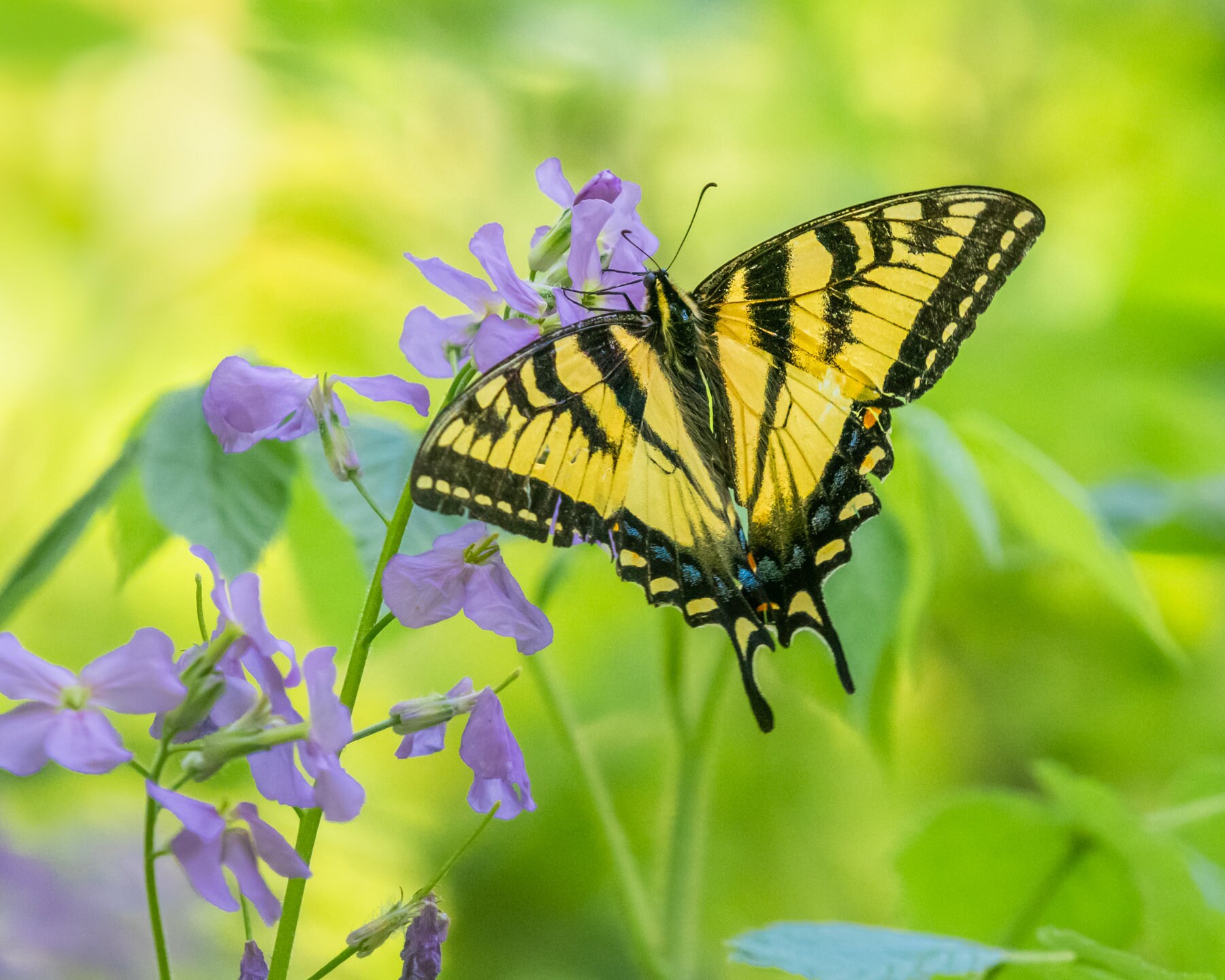 Tiger Swallowtail Print, Butterfly Art, Butterfly Metal Print, tiger ...