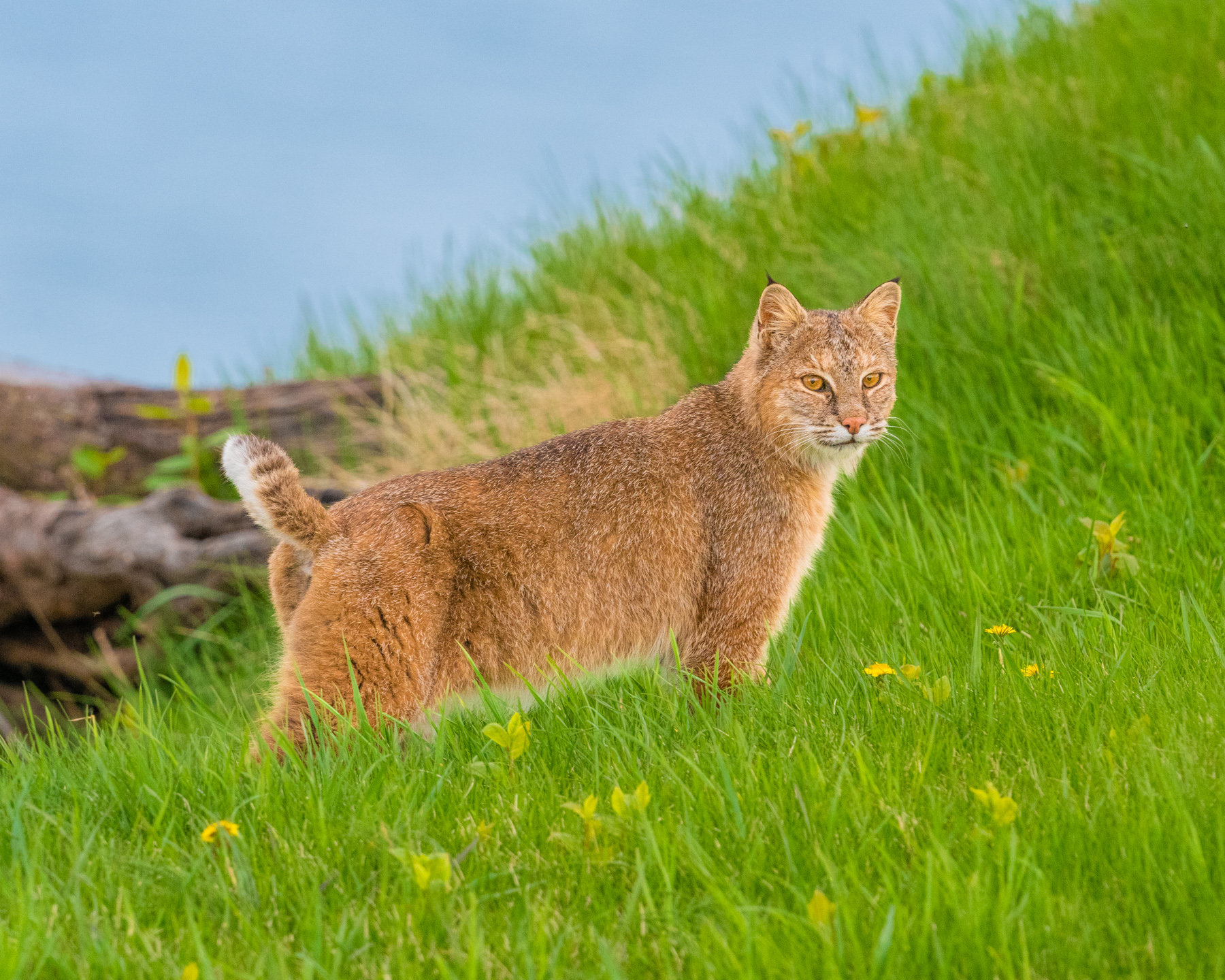 Mini Bobcat Cats