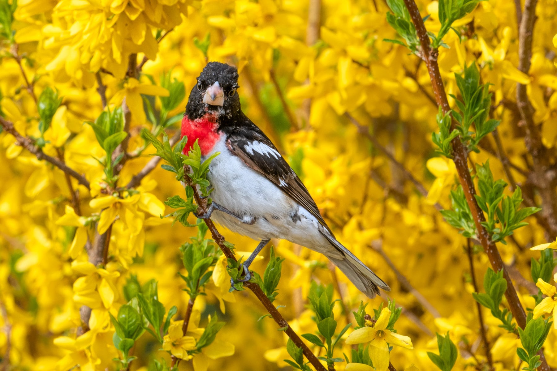 Songbird and Flowers Rose Breasted Grosbeak Print Songbird - Etsy Denmark