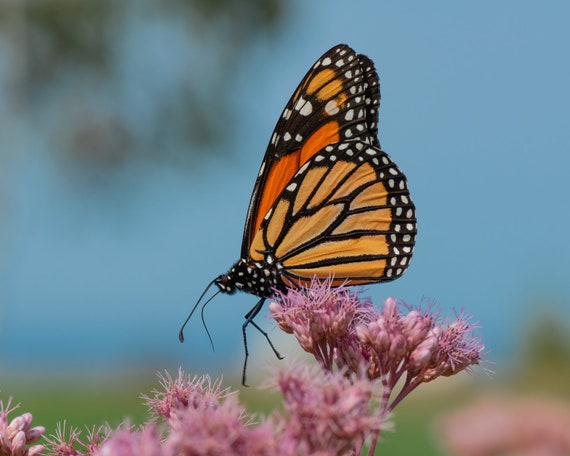 Monarch Print Monarch Metal Art Butterfly Photo | Etsy