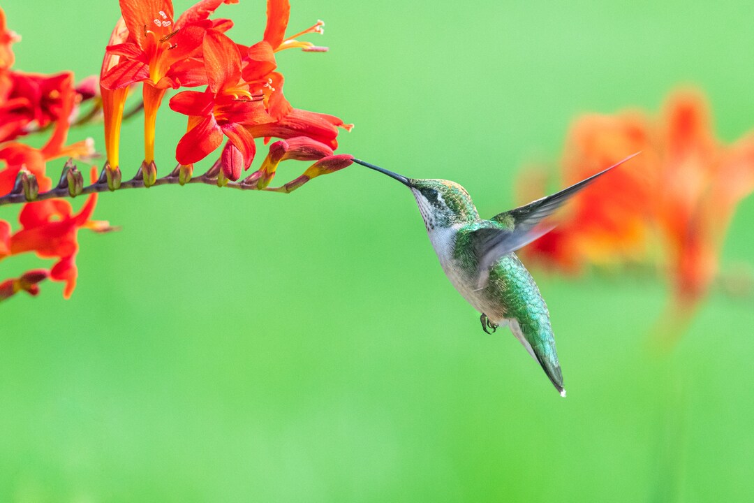 Flying Hummingbird in Crocosmia, Green and Red, Garden Art, Bird and ...