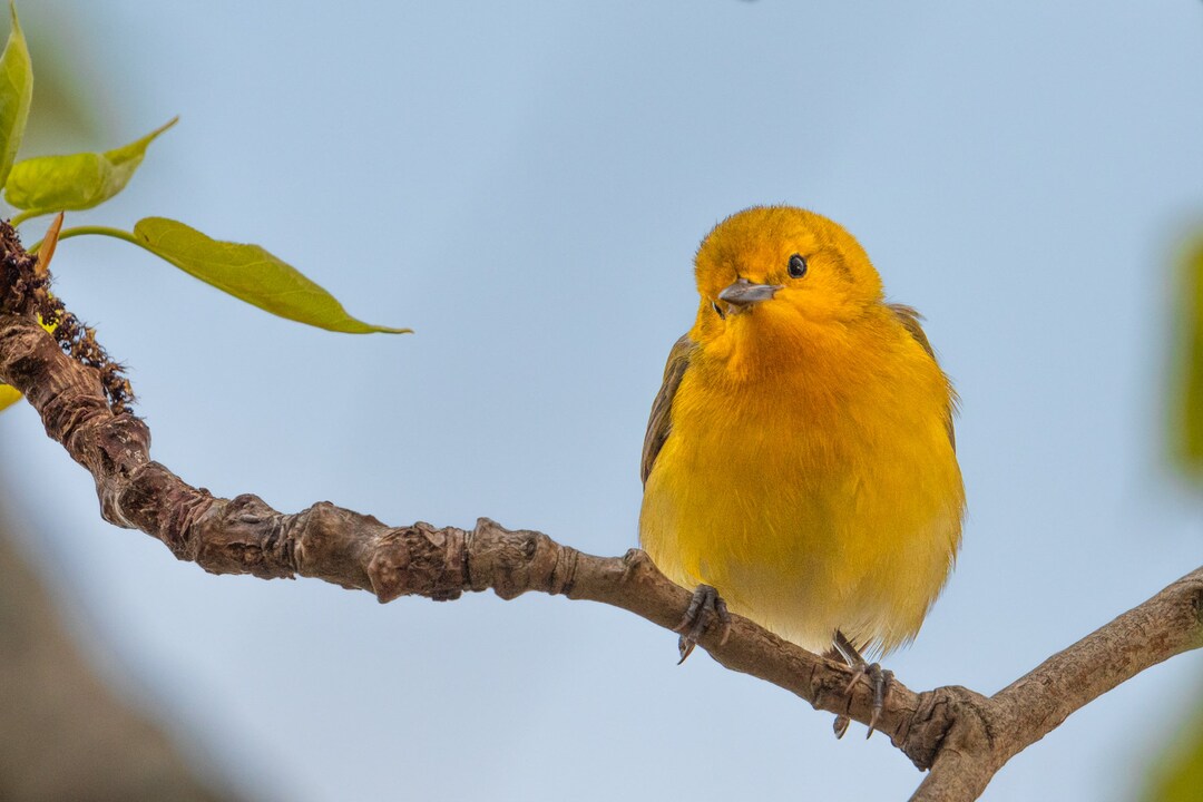 Bright Yellow Bird, Yellow Bird Print, Songbird Art, Yellow Warbler ...