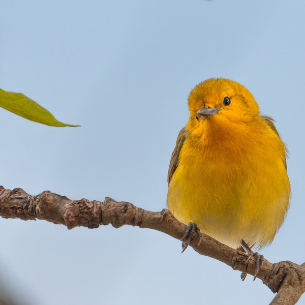 Prothonotary Warbler - Etsy