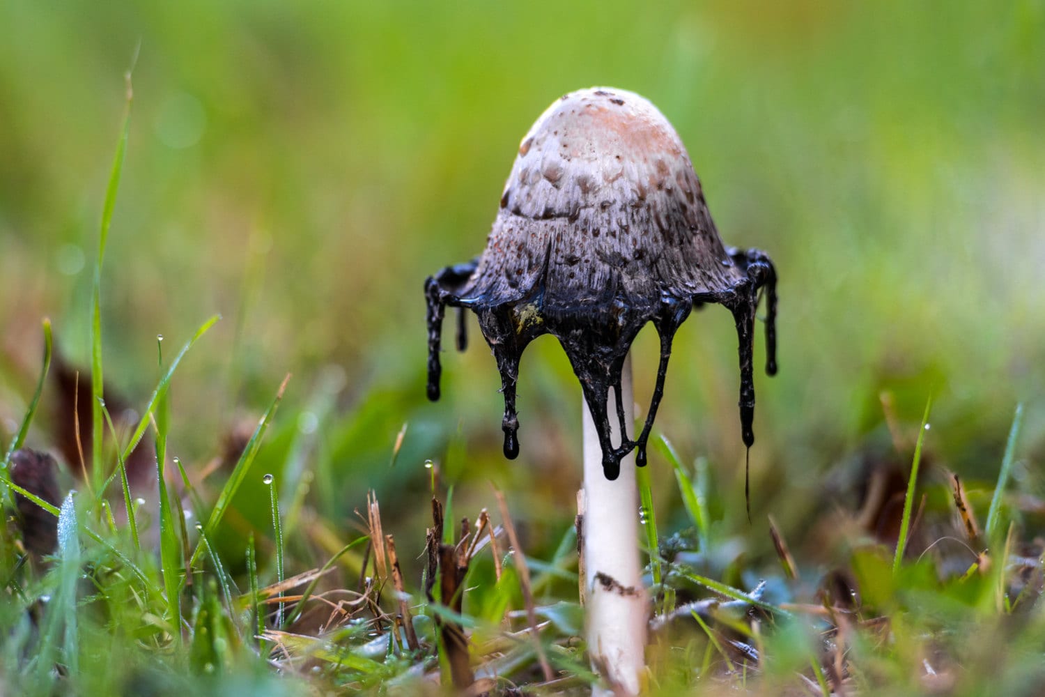 Mushroom, Ink, Creepy, Unusual, Flower, Nature, Fall, Coprinoid ...