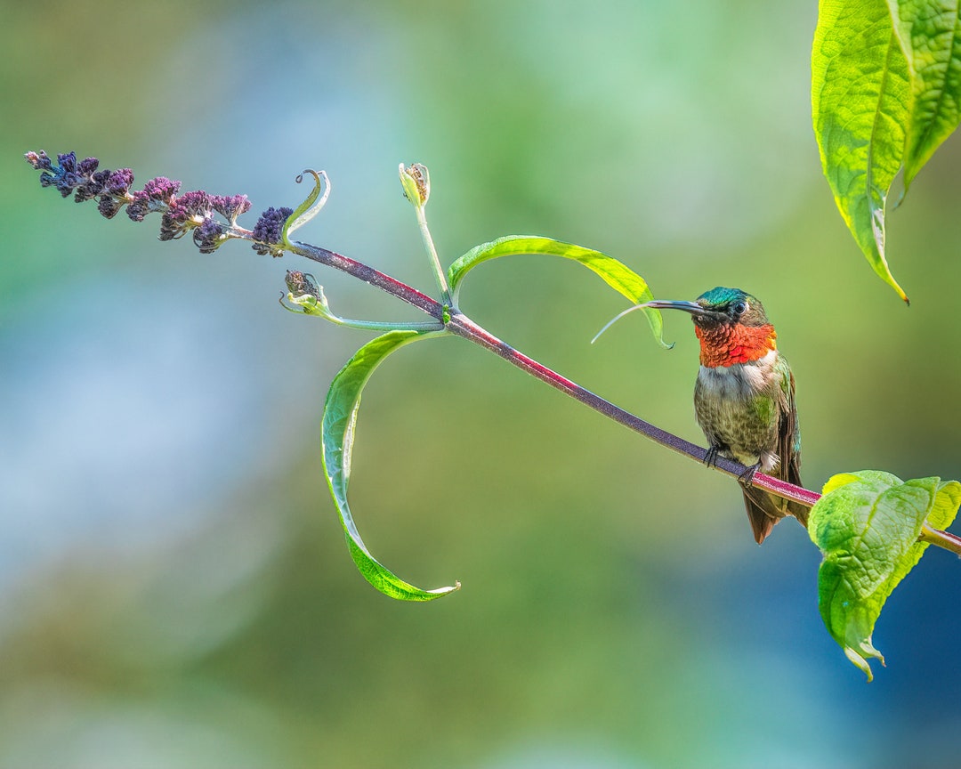 Summer Bird, Ruby Throated Hummingbird, Male Ruby Throat, Hummingbird ...