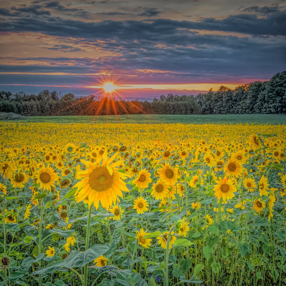 Sunflower Square Print, Sunset Sunflower Art, Sunflower Metal Print ...