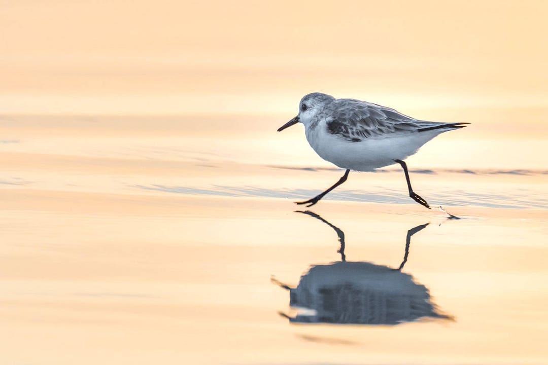 Piper Bird Print, Beach Art, Bird Metal Print, Sanderling, Sunrise ...