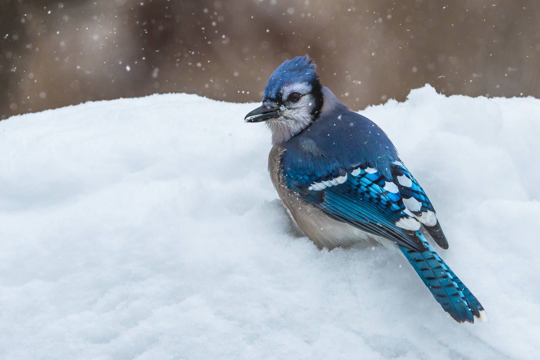 Blue Jay Bird In Snow