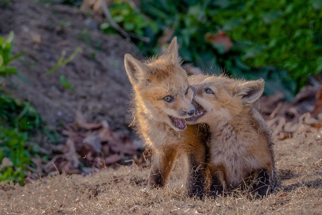 Fox Babies Photograph, Romping Red Fox Kits Art Print - Etsy
