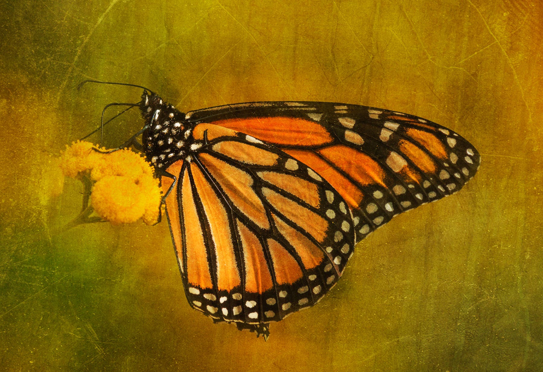 Copper Monarch Print, Colorful Butterfly Photo, Vintage Decor, Monarch ...