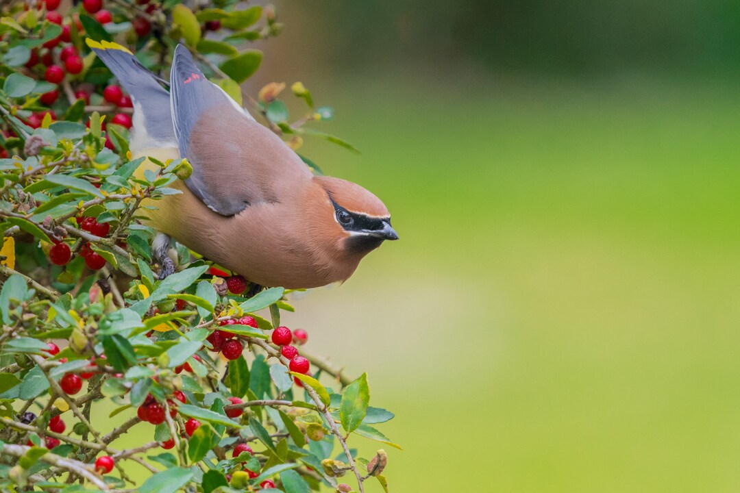 Waxwing Berries, Cedar Waxing Art, Waxwing Berries Metal, Red Berry Art ...
