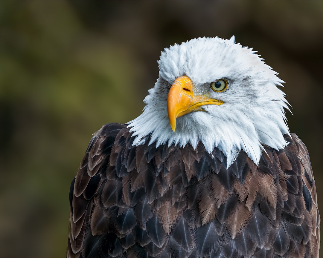 Bald Eagle Head, Regal Eagle Print, Eagle Fine Art, America's National ...