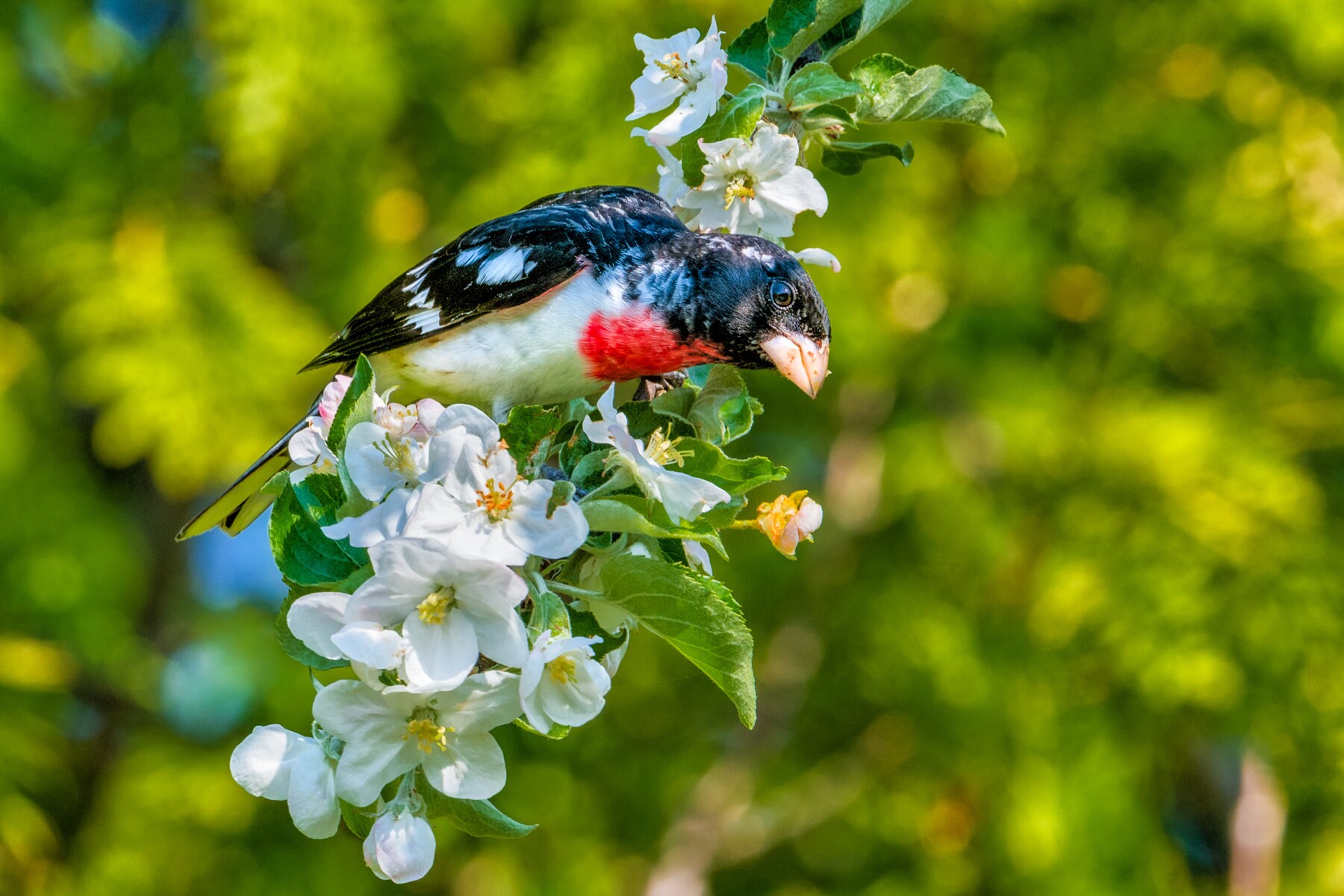 Songbird Fine Art, Black White Red Bird Art, Rose Breasted Grosbeak ...