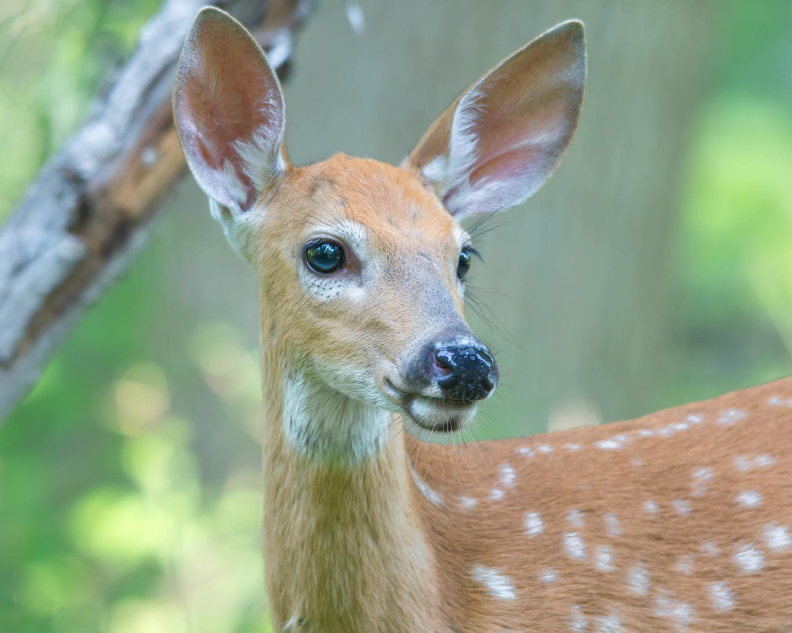 Deer Profile, Deer Art, Fawn Photo, Deer Print, "summer Fawn" - Etsy