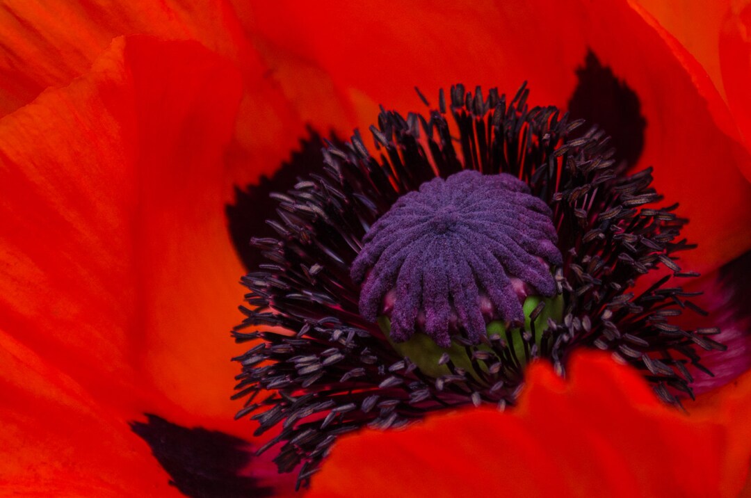 Poppy Flower Print, Red Poppy Photo, Poppy Fine Print, Poppy Collection ...