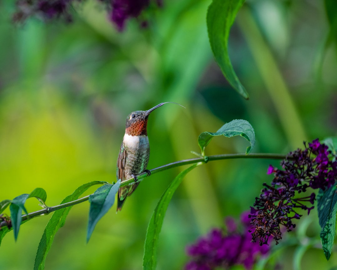 Ruby Throated Hummingbird, Male Ruby Throat, Hummingbird Print ...