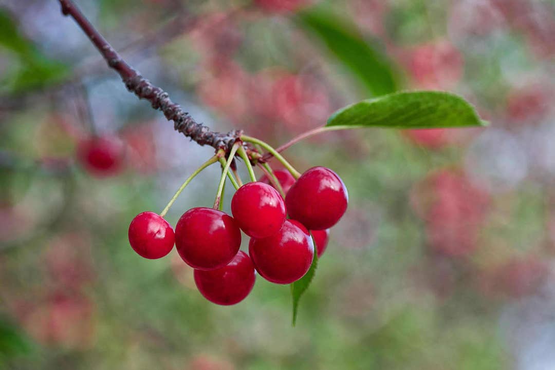 Cherry Print, Red Cherries Print, Cherries, Cherry Art, "sweet Cheery ...