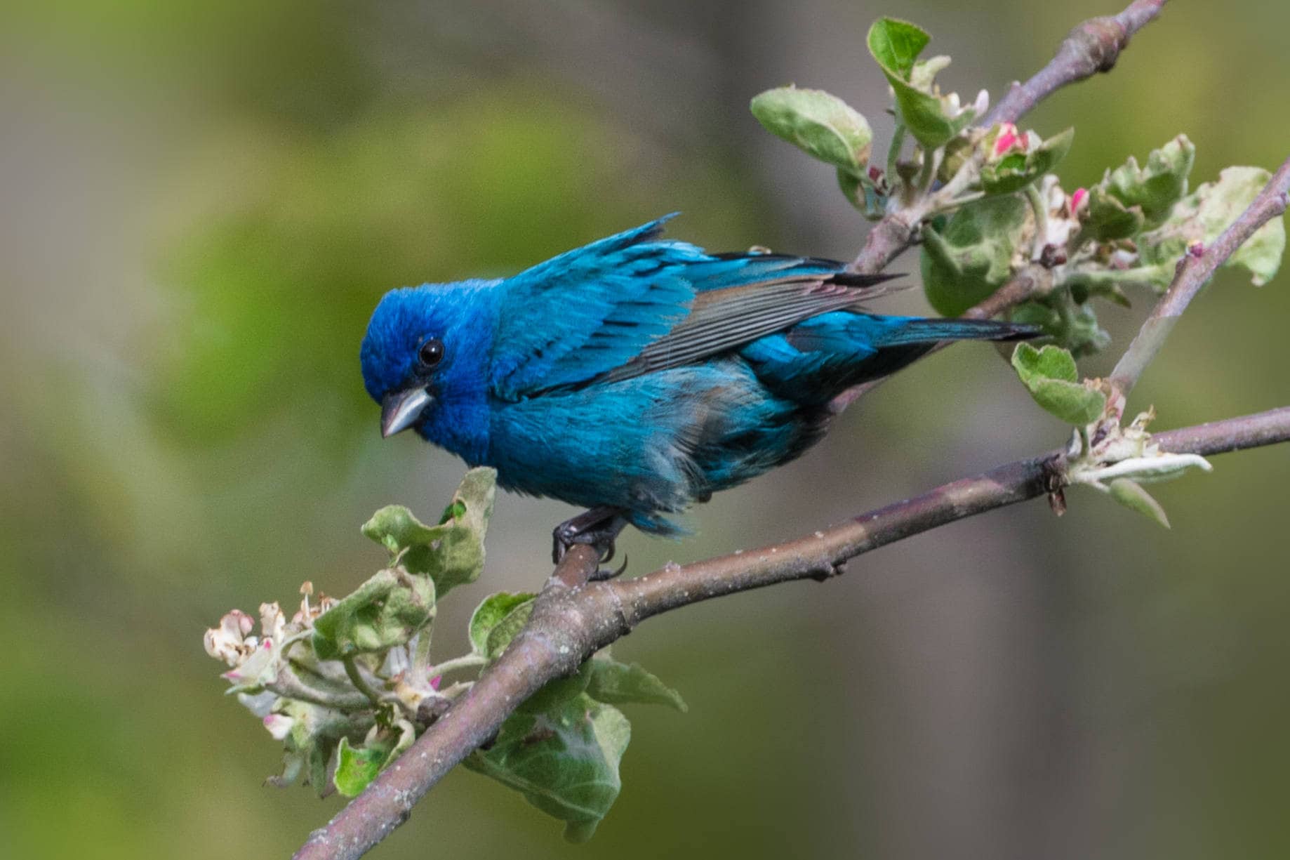 Blue Bird Print, Bird Photo, Indigo Bunting, Bird Art, "indigo Bunting ...