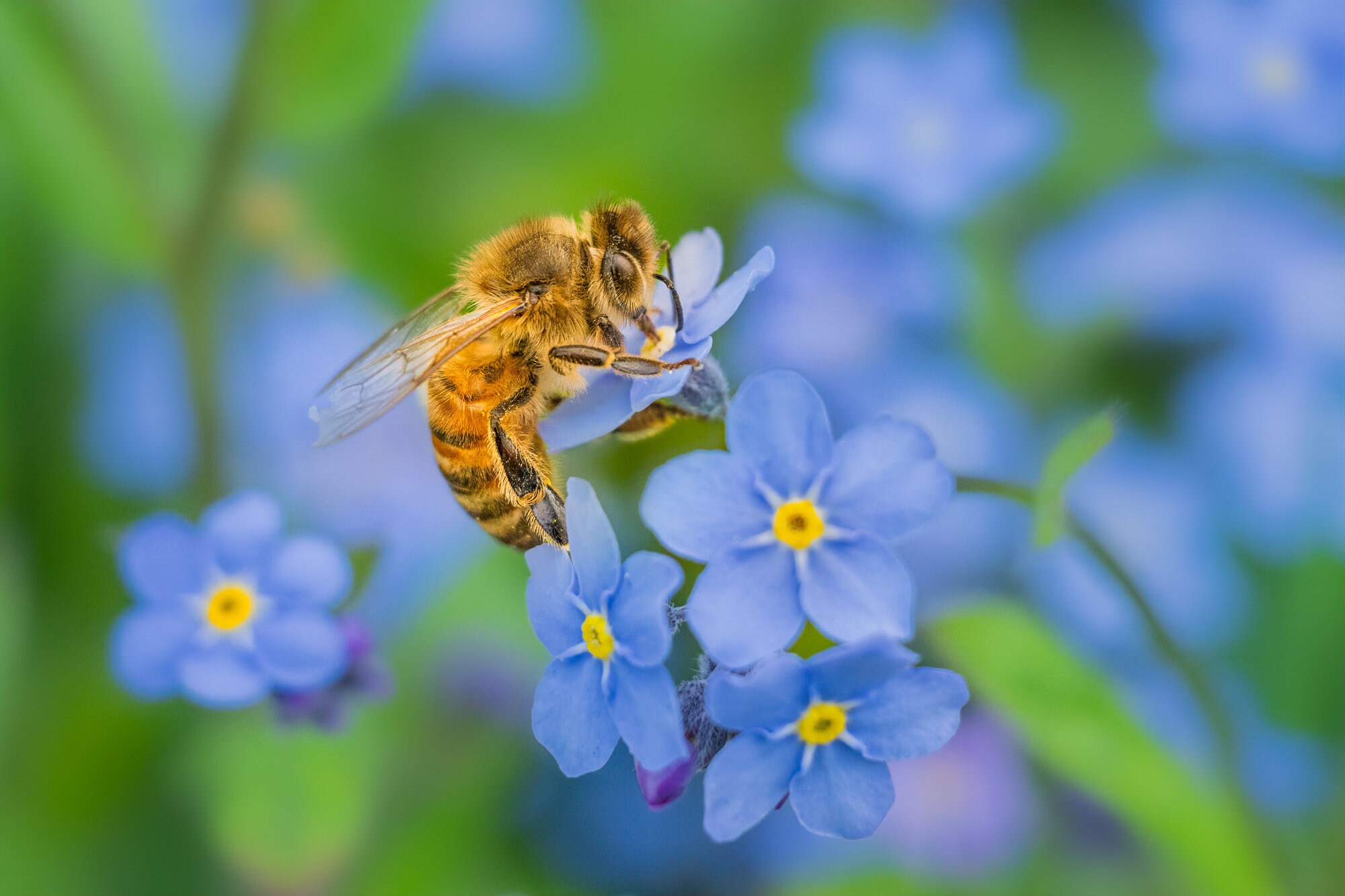 Honey Bee Art, Forget Me Nots, Blue Flowers, Bee on Flower, Large Bee ...